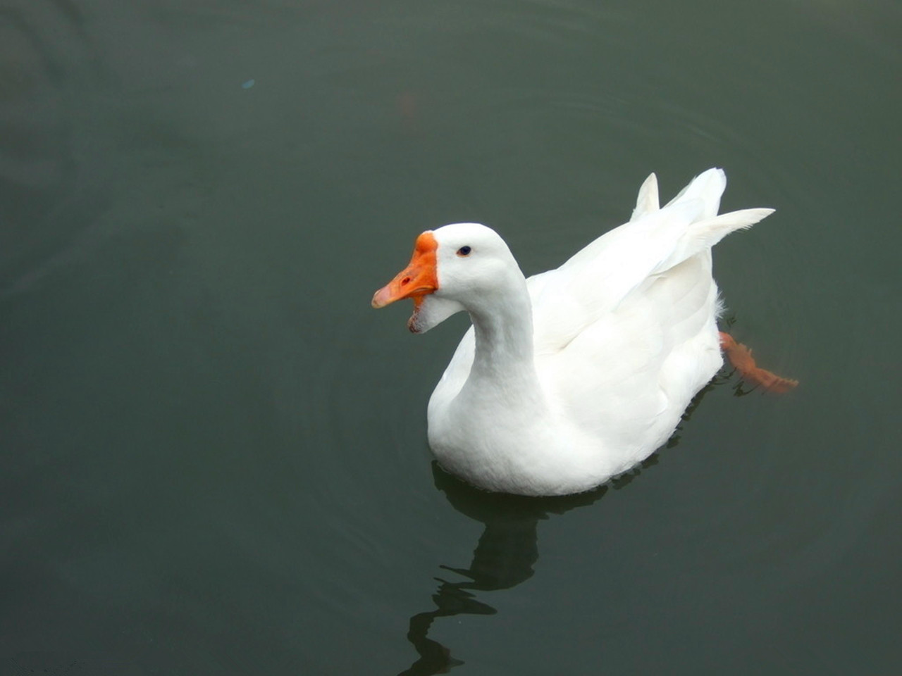 Why do snakes run away where there are geese, can goose dung really ...