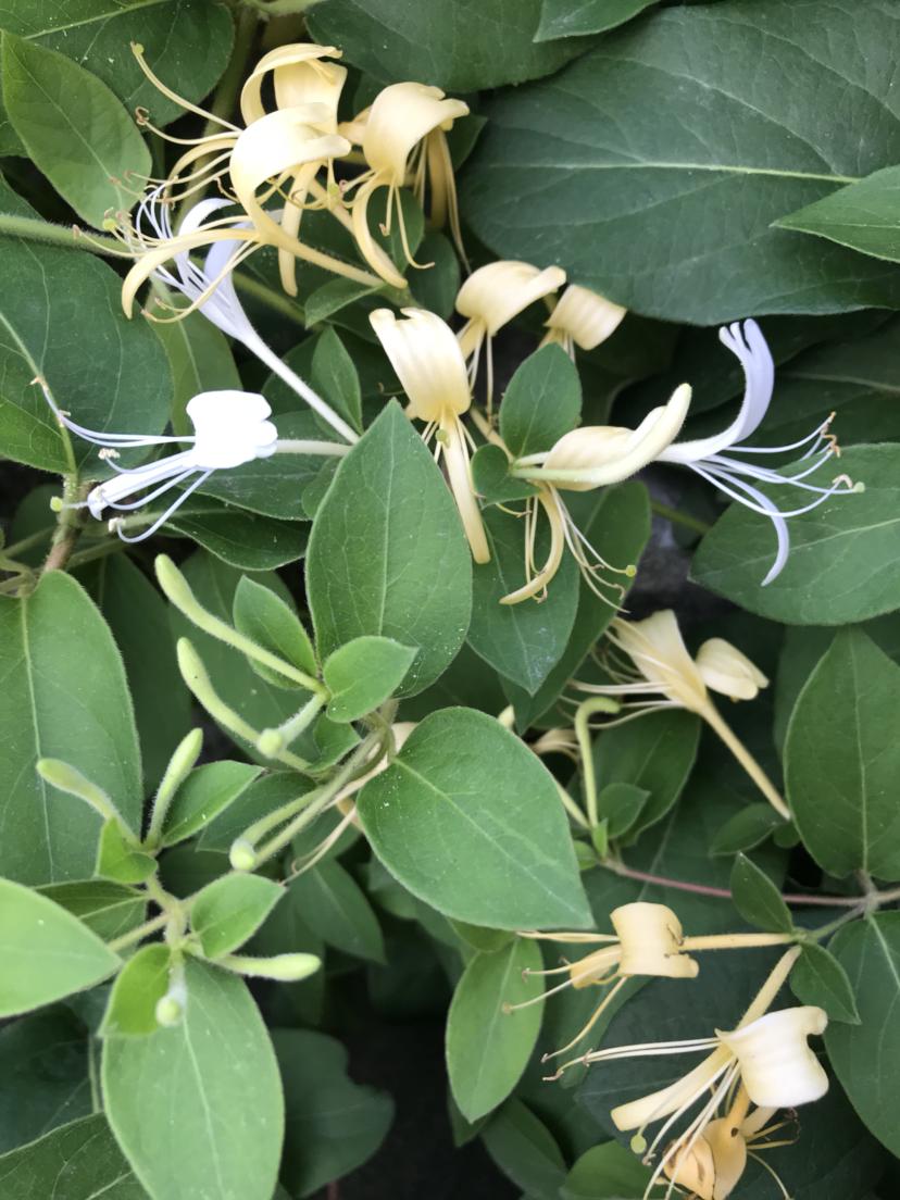 4 kinds of anthropomorphic flowers, which are good for your health at ...