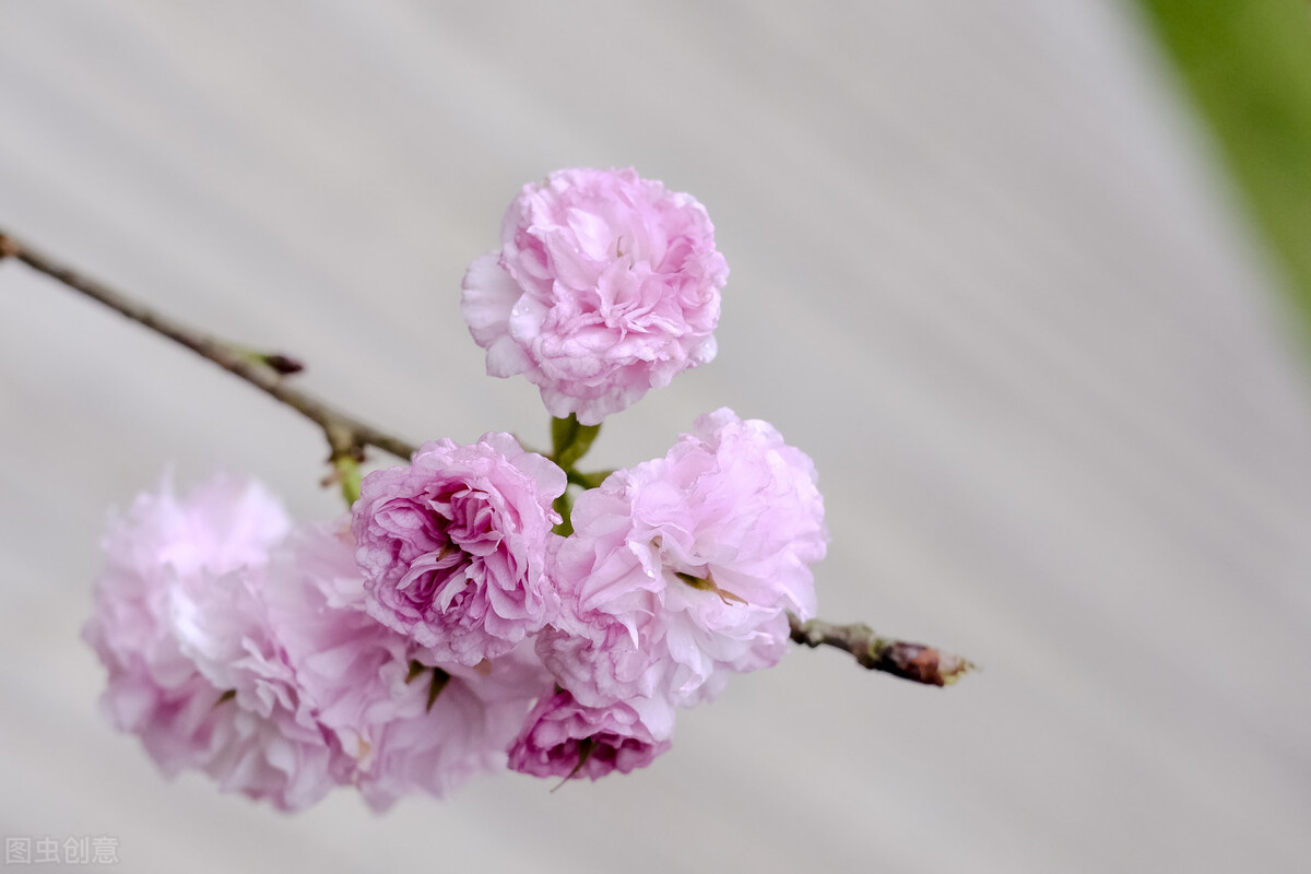 In the second half of 2021, the "Peach Blossom Luck" of the 12 ...