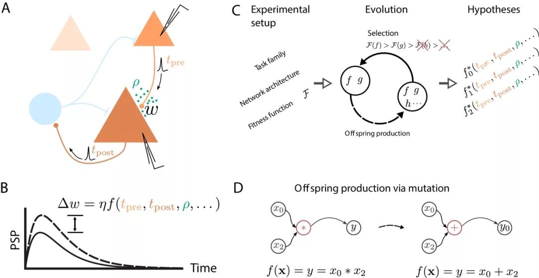 EU "Human Brain Project" : New algorithms simulate biological evolution ...