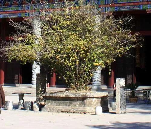 Ten famous ancient trees in China - iNEWS