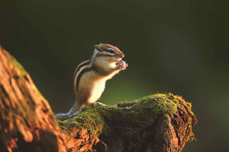 The wild elves in the Northeast Tiger and Leopard Paradise - iNEWS