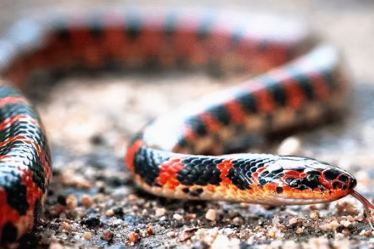 Several common snakes——(Red Chain Snake) - iNEWS