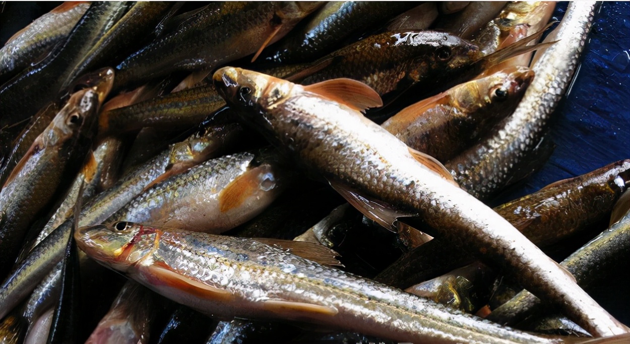 This fish has a domineering name, commonly known as "coffin nail". Do ...