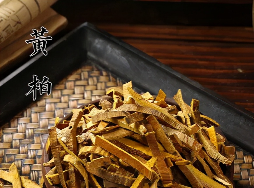 Phellodendron amurense grows to spring, painstakingly grow as the day ...