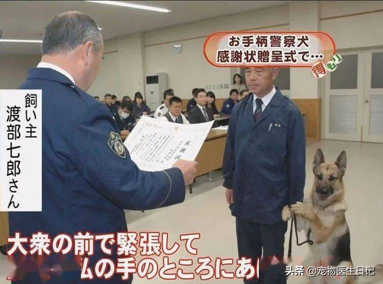 The Japanese police dog named Jiro lost himself while searching for the ...