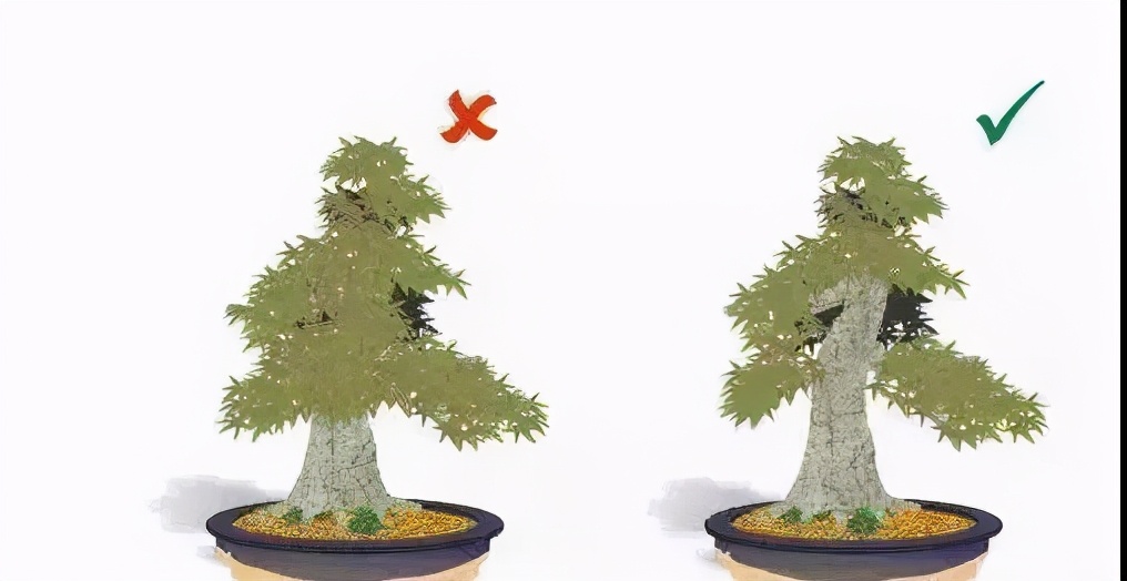 The four-differentiation method and the three principles of bonsai ...
