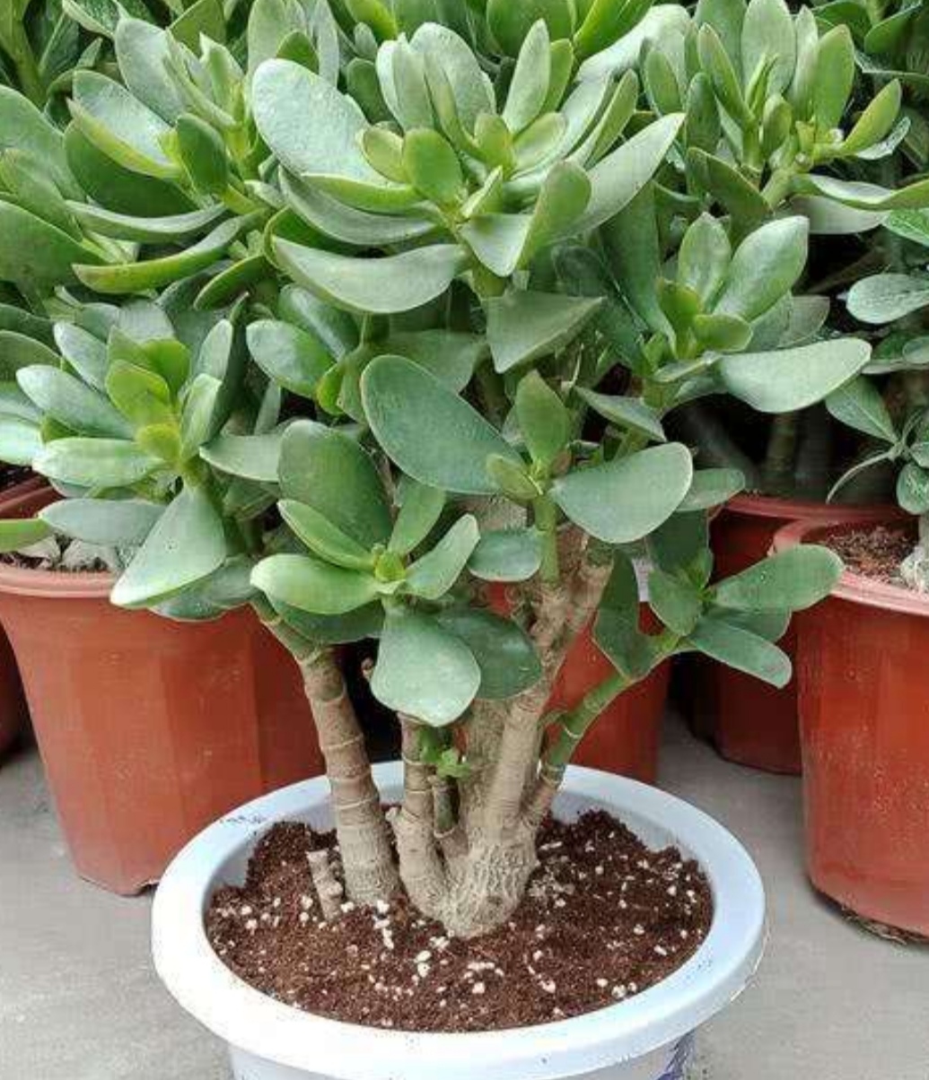 It only takes 4 steps to keep a good Yushu, and the leaves are thick ...