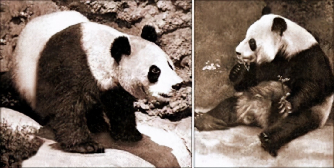 The mating and reproduction of giant pandas increases the strange ...