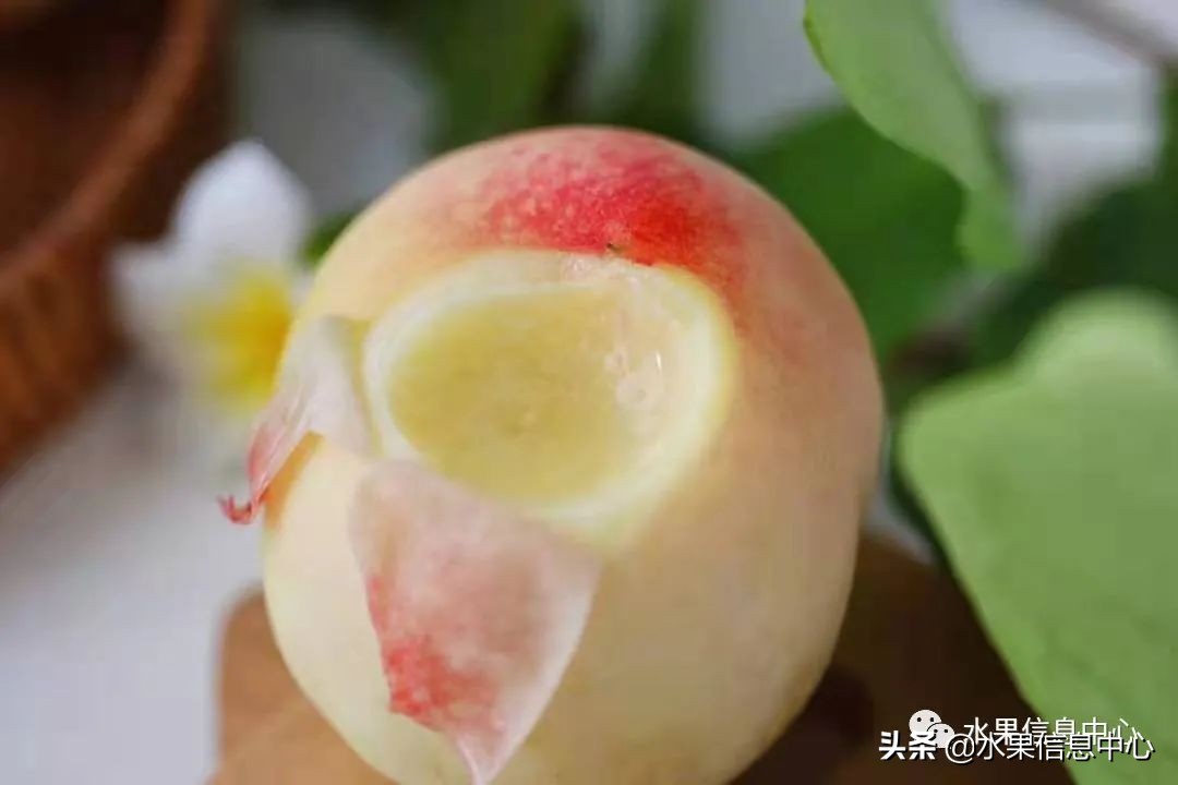 China's common peach origin varieties and time to market - iNEWS