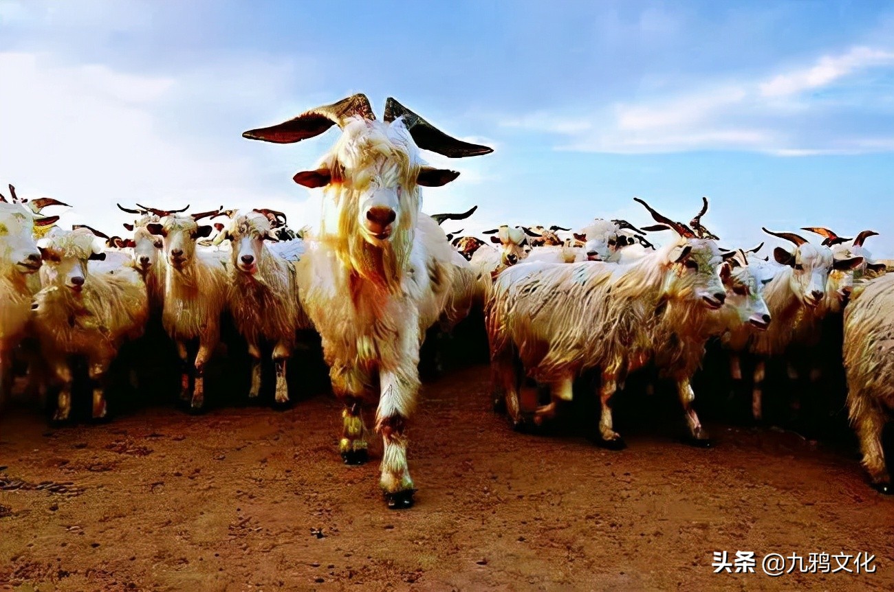 In 2005, 1,500 sheep in Turkey suddenly jumped off the cliff ...