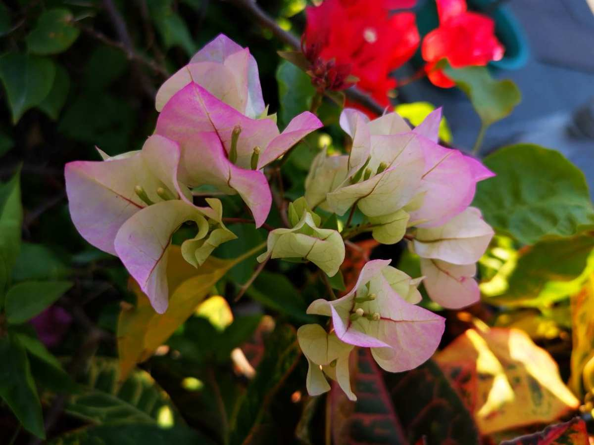 The emerging fitness method in the 21st century is to grow flowers ...