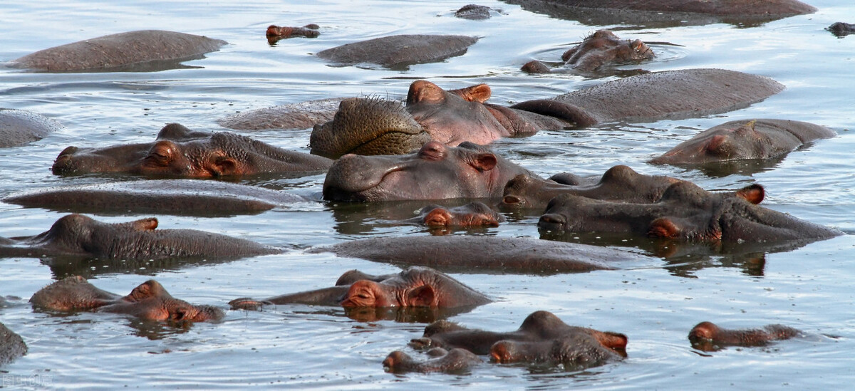 How scary is hippo poop? Every year, tens of millions of fish are ...