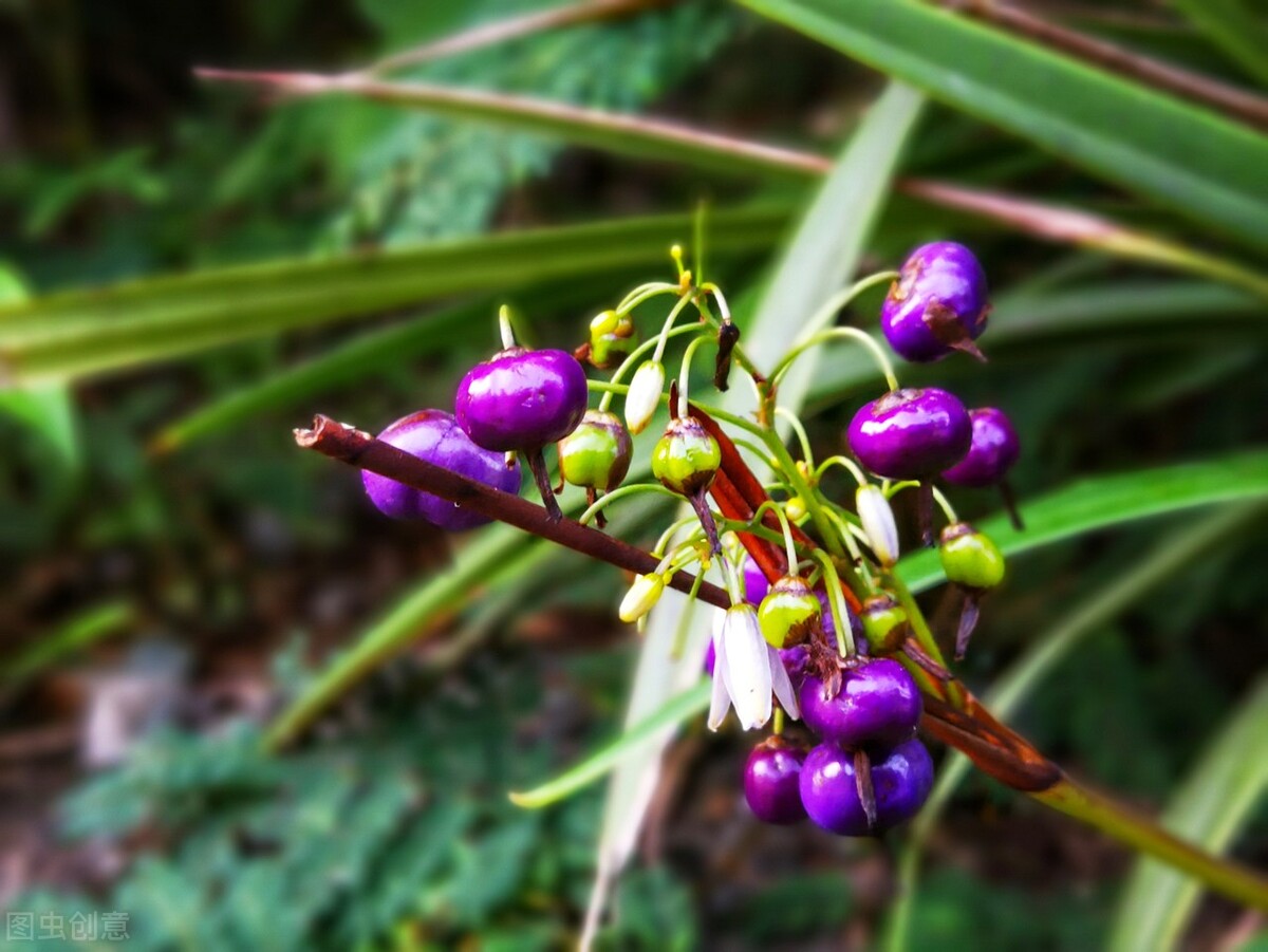 The blue is unusual, 18 different blue fruit plants, you have seen a ...