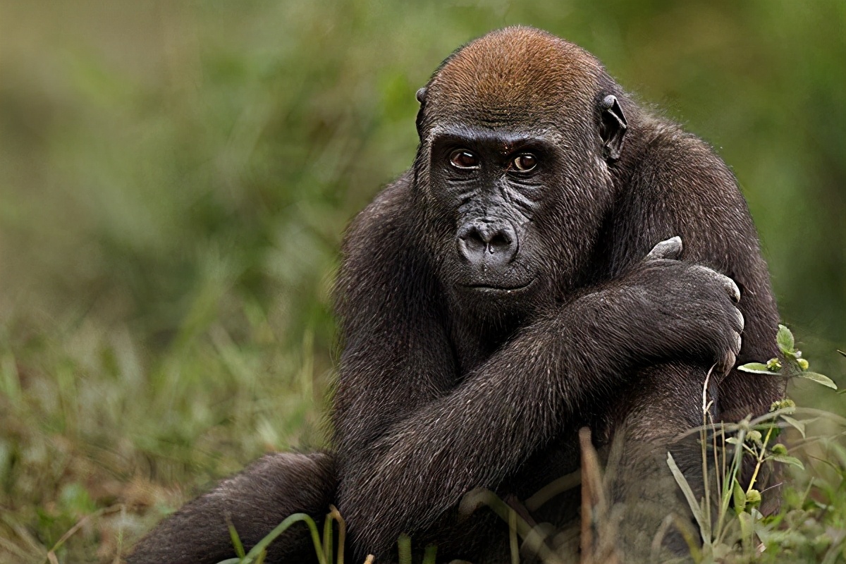 Do you know the 9 animals with the highest IQ on earth? - iNEWS - Page 2