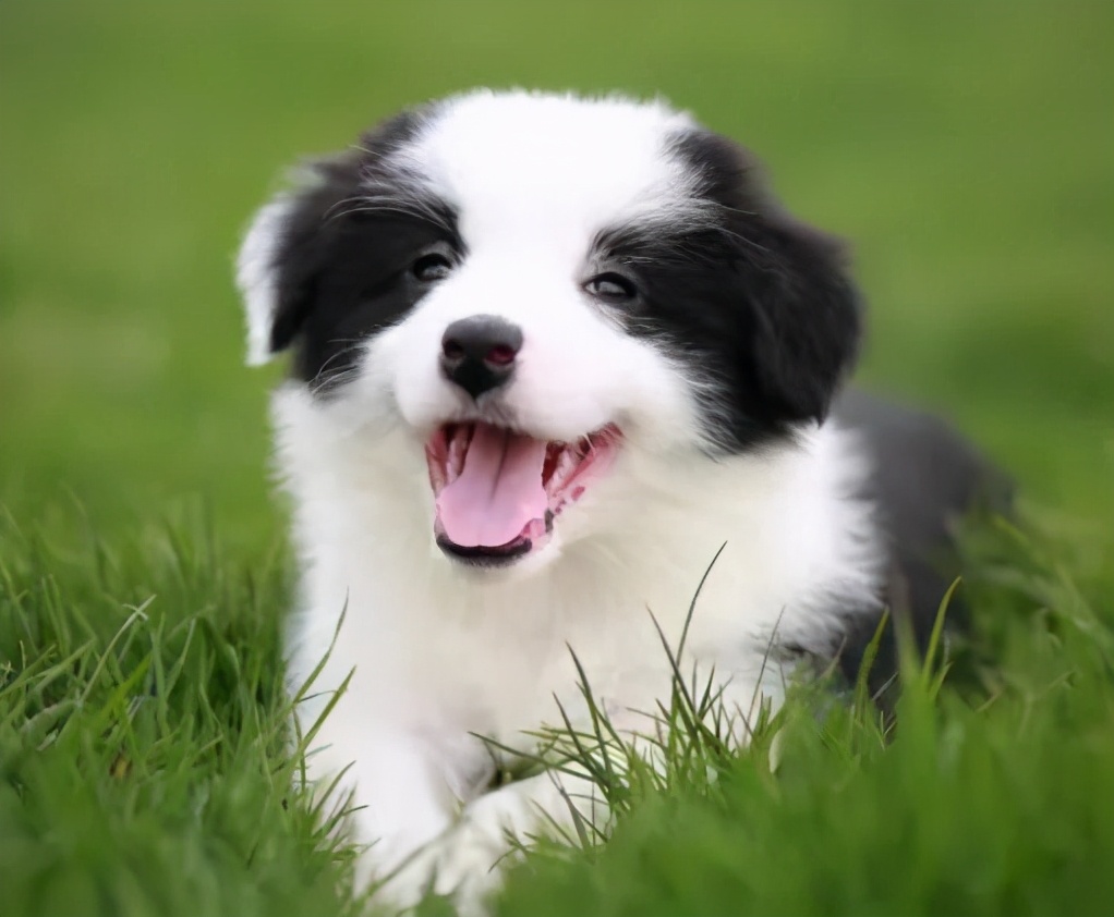 Bian Mu Ming Ming Ming ranked first, but why couldn't he be a police ...