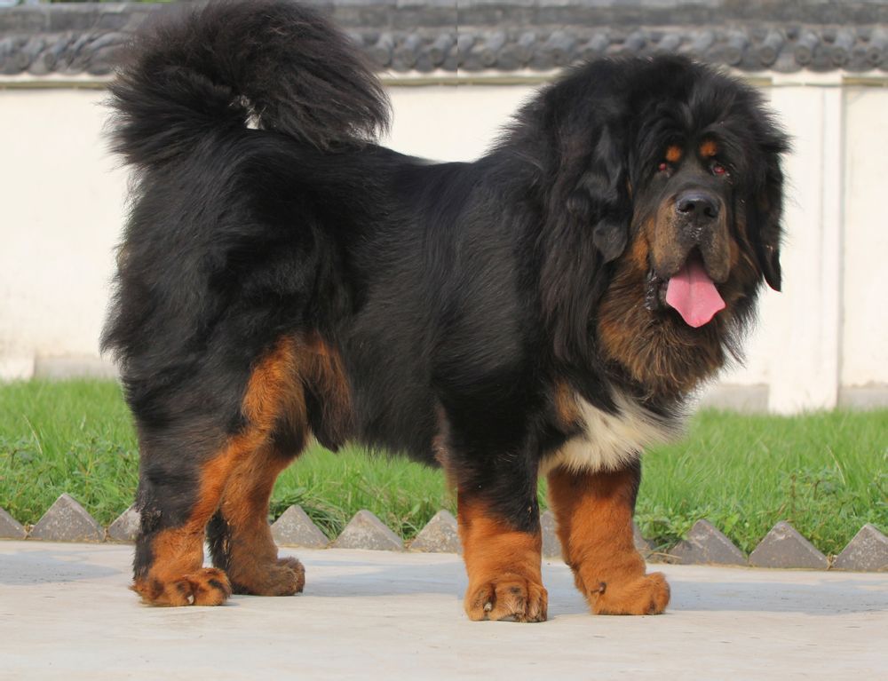 The "local tyrant dog" in the dog world always exposes your economic ...