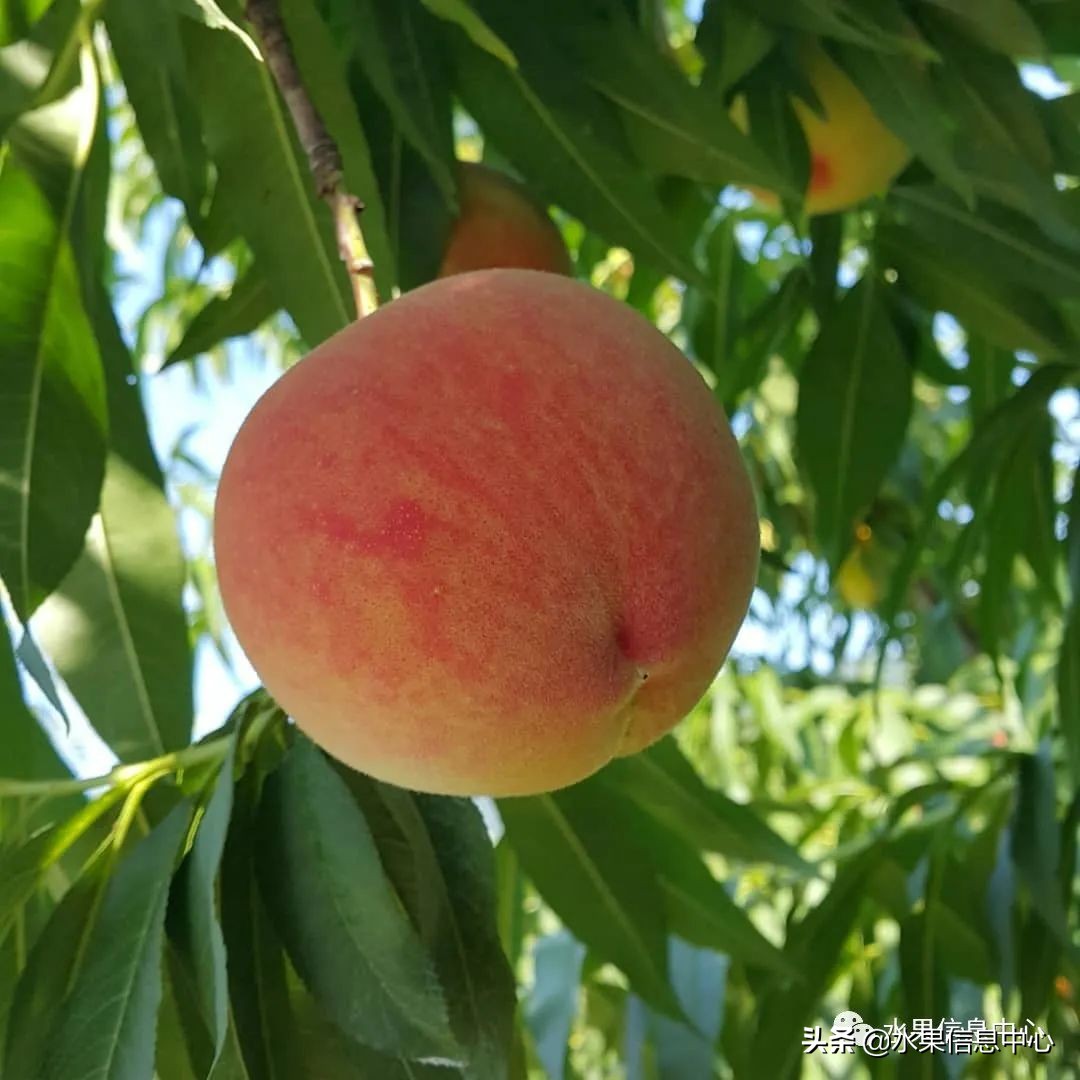 China's common peach origin varieties and time to market - iNEWS