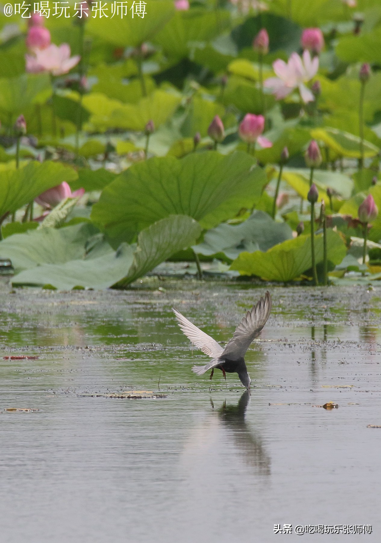 Migratory birds make their homes, and this lotus pond in Harbin has ...
