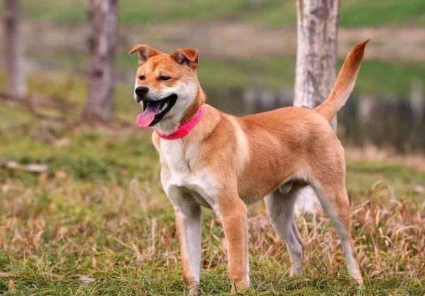 There are 5 more "human" dogs in the dog world. You treat them well ...