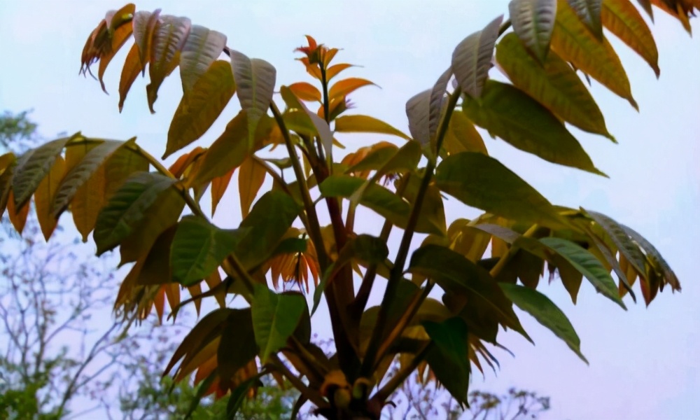 Why did the ancients respectfully call their father "Chun Ting" on ...