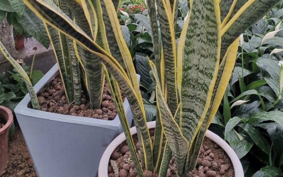 Raising tiger piran, do this before and after the winter, the new ...