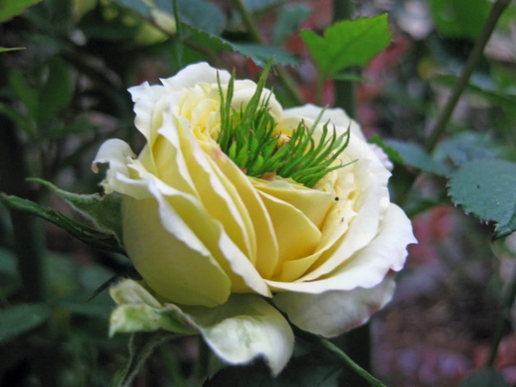 The morbid beauty, the flowers around the Fukushima nuclear power plant ...
