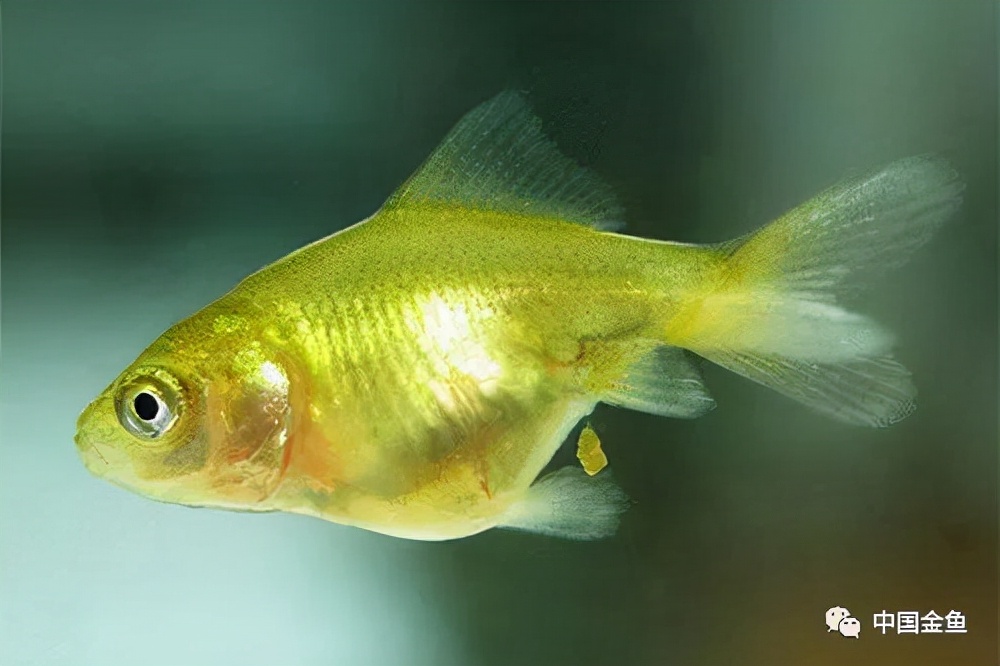 The mystery of the three transformations of goldfish - iNEWS