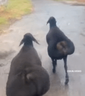 This is the sexiest ass in the animal world, a glance is enough to ...