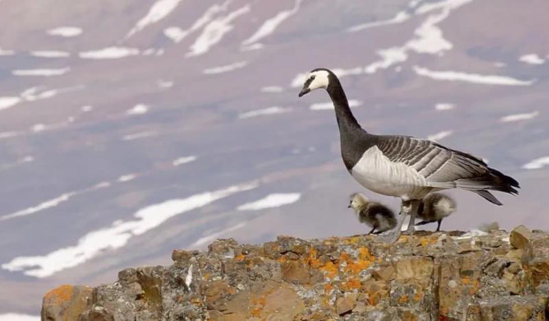 Just two days after they were born, they have to jump a hundred meters ...
