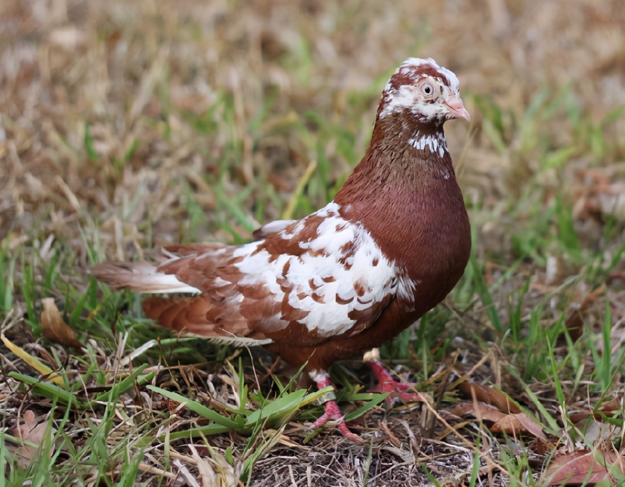 Britain bred strange pigeons, gave up flying and lost the ability to ...
