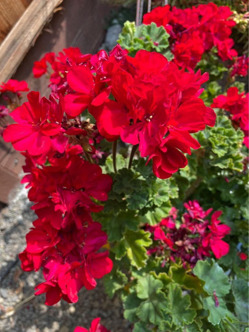 The "flowering machine" in the flower industry is easy to maintain and ...