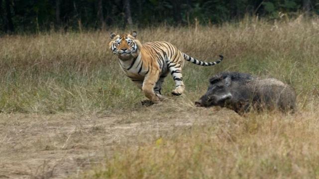 The tiger ambushes the giant wild boar, and the battle of life and ...