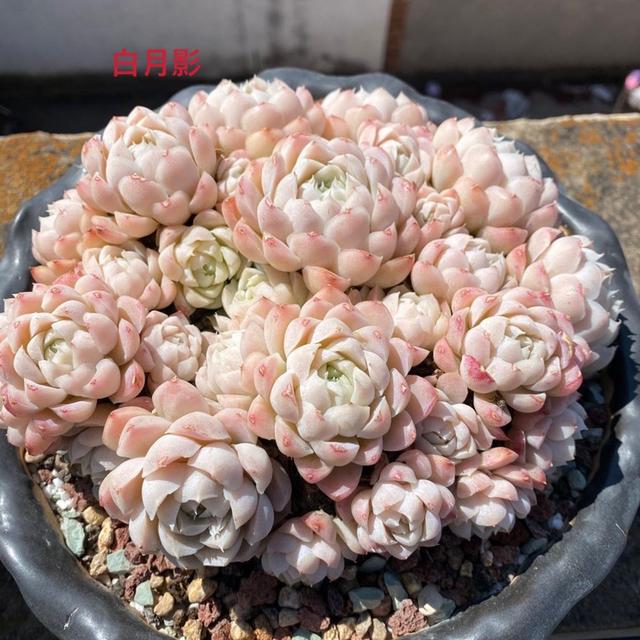 A cheap and easy-to-raise fleshy white moon shadow, it is in a state of ...