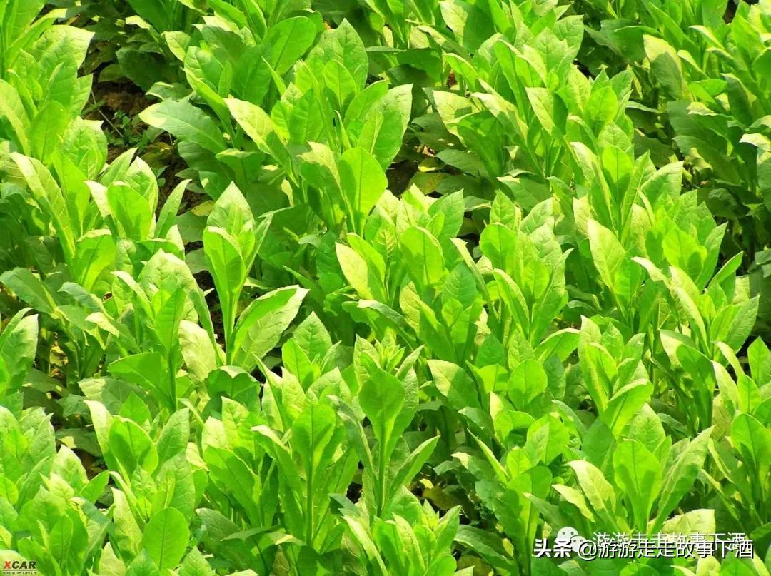 Yunnan Free Tour 10: Little Burmese Beauty, Mangshi Tree Pagoda - iNEWS