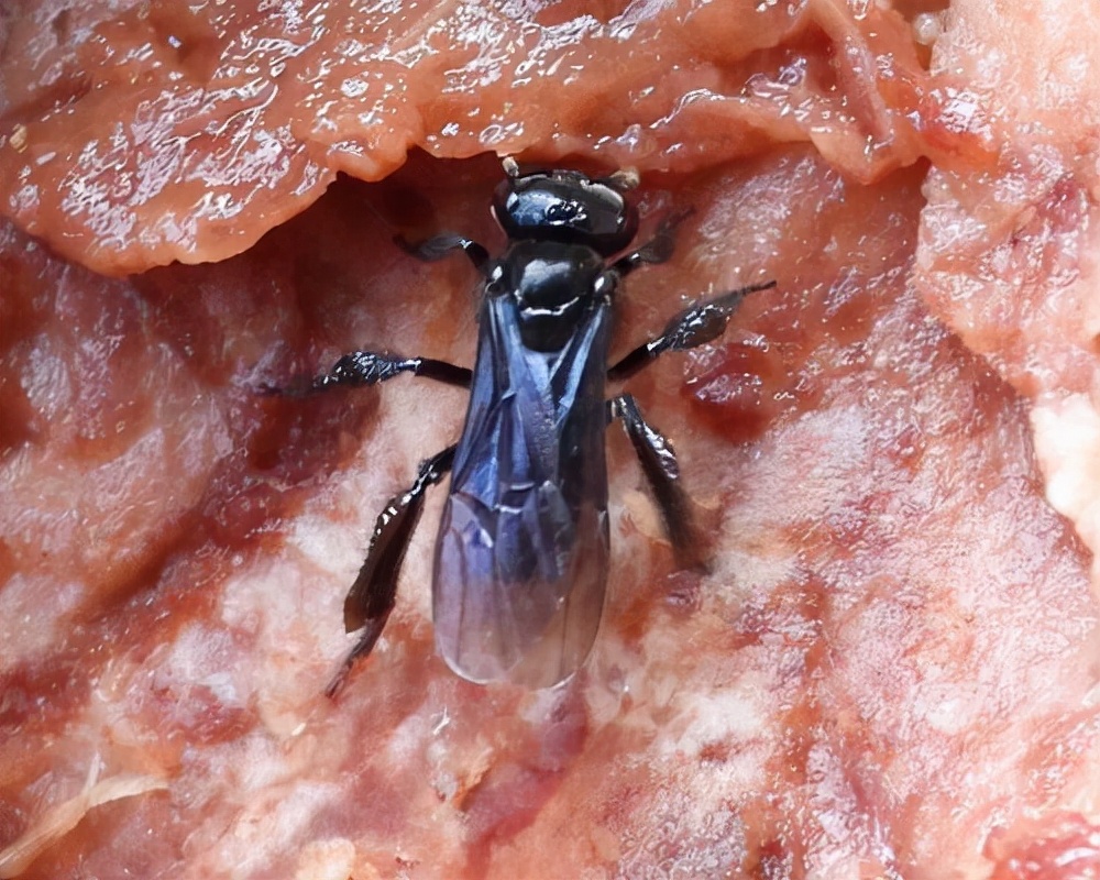 The weird bees have evolved to eat carrion, what's the matter?Will it ...