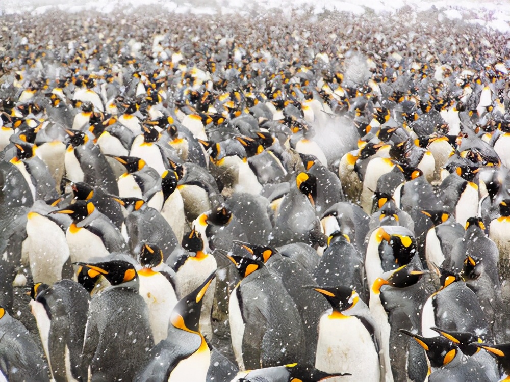 Can monogamous emperor penguins endure the temptation to mate after ...