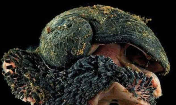 The hardest bulletproof snail in the world - iNEWS