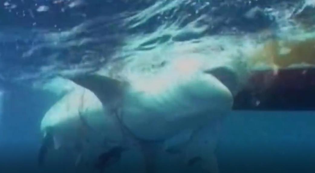 The Indonesian shark catchers have inherited from generations to ...