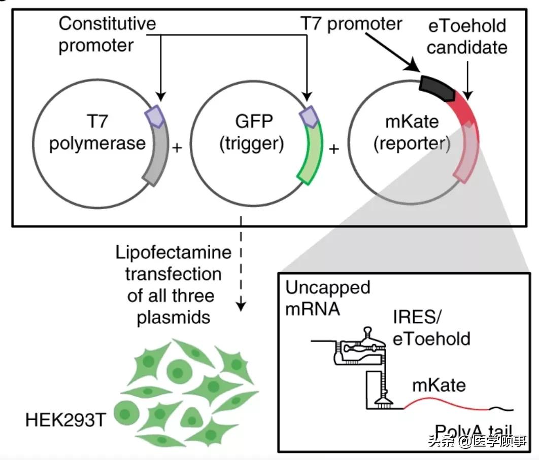Nature: A new weapon to solve the off-target effect of gene therapy - iNEWS