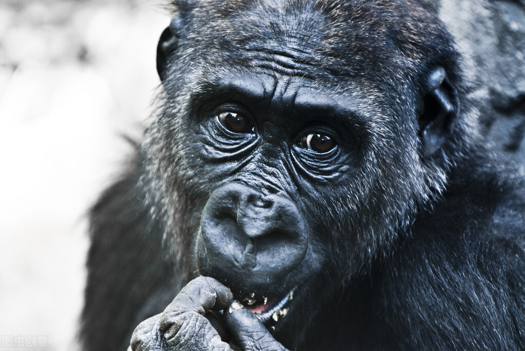 The silverback gorilla and the Siberian tiger's "a great battle", the ...
