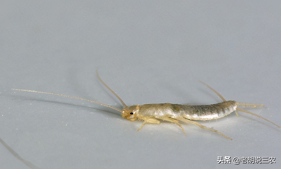 It looks like a fish and specializes in destroying clothes and books ...