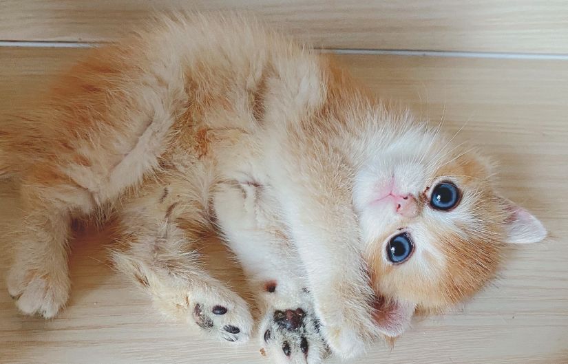 How much do cats know-Tyrant Gold - iNEWS