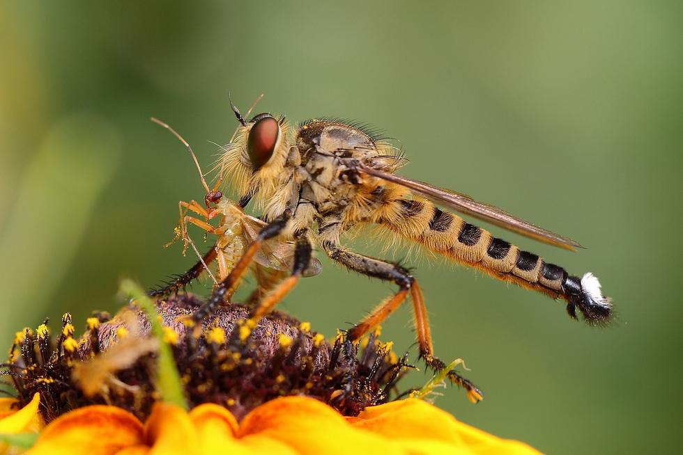 This insect has medicinal value?After reading its two categories, the ...