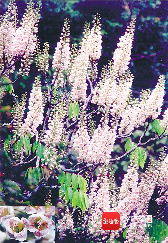 Bole Tree: "Dragon and Phoenix in Plants" - iNEWS