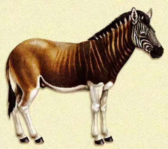 The least mysterious strange animal in "Shan Hai Jing", actually found ...