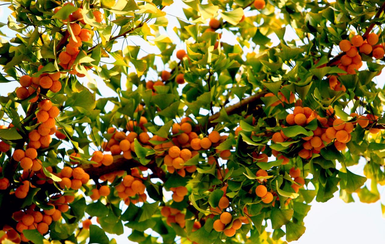 High time period!Ginkgo biloba contains deadly toxins. Children can be ...