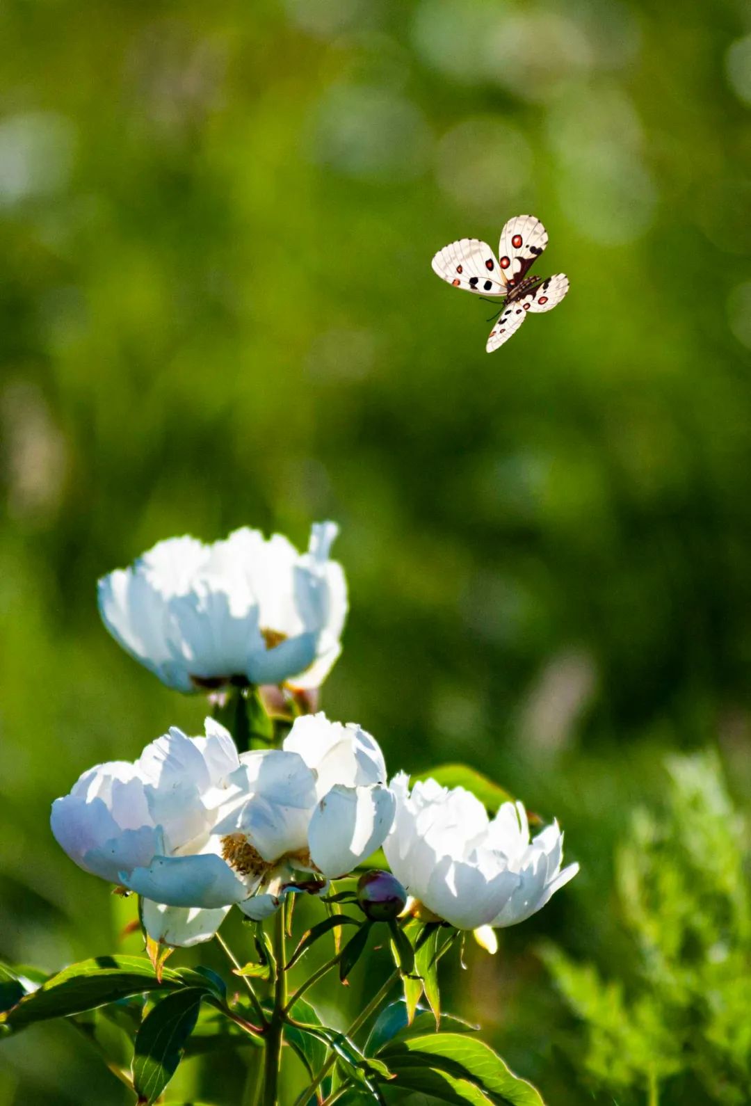 Sahuan Farm Flower Appreciation Season - iNEWS