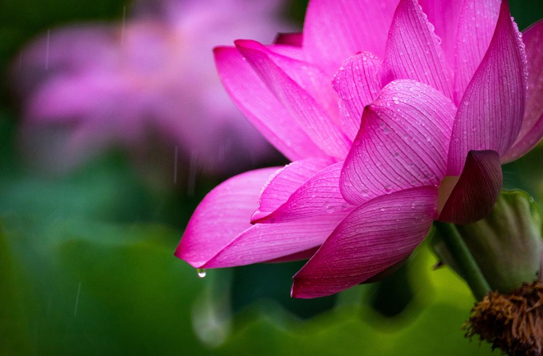 Photography Appreciation: "The Fragrance of Red Lotus in the Rain" - iMedia