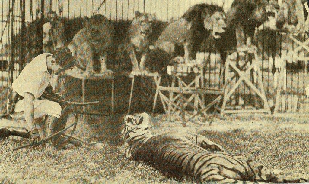 The 10 real deaths in liger fights in history, with each other winning ...